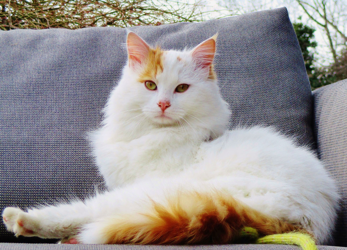 Le chat est un animal magique… - Découverte MAG