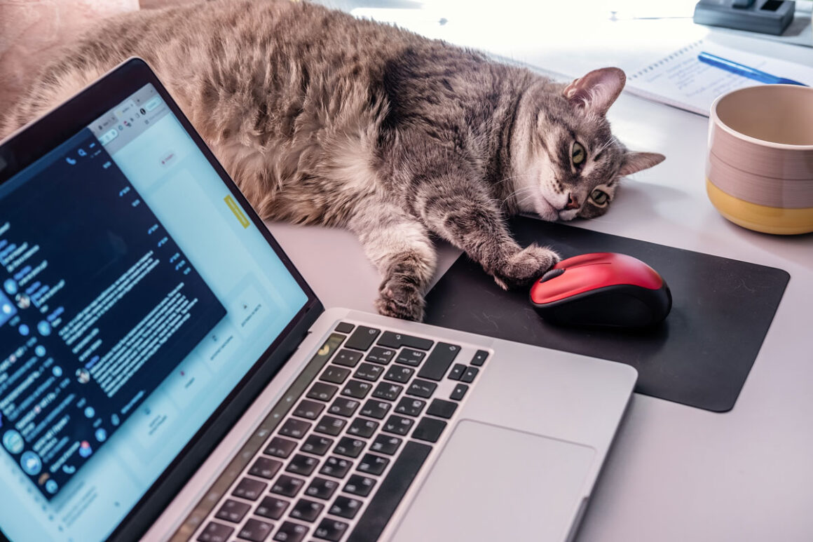 Le chat, une créature d’attachement, mais encore ? - Découverte MAG